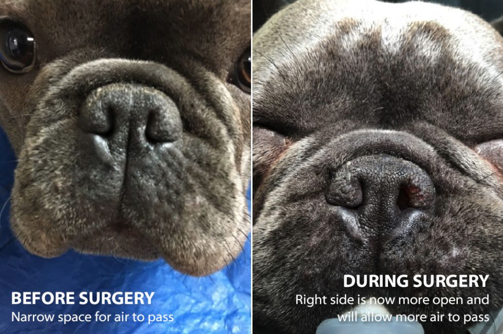 Stenotic Nares Treatment - Animal and Bird Hospital of Clearwater